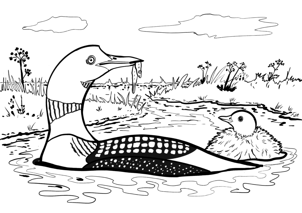 Fuglar - Fróðleiksbrunnur